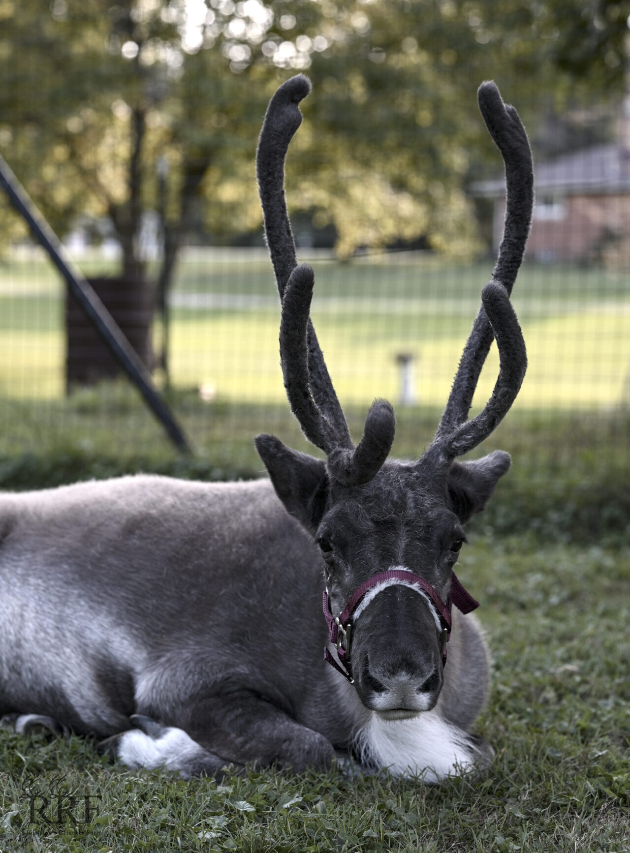 About - Rootstown Reindeer Farm